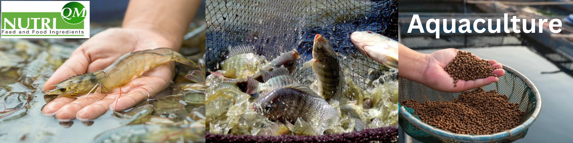 Nutriqm-Ingredients – HIGH QUALITY NUTRITION, HIGH PERFORMING